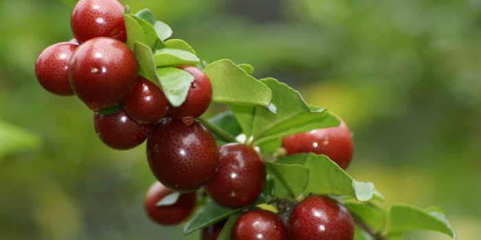 4 Điều Bạn Chưa Biết Về Cây Kim Quất » Cây cảnh giả trang trí